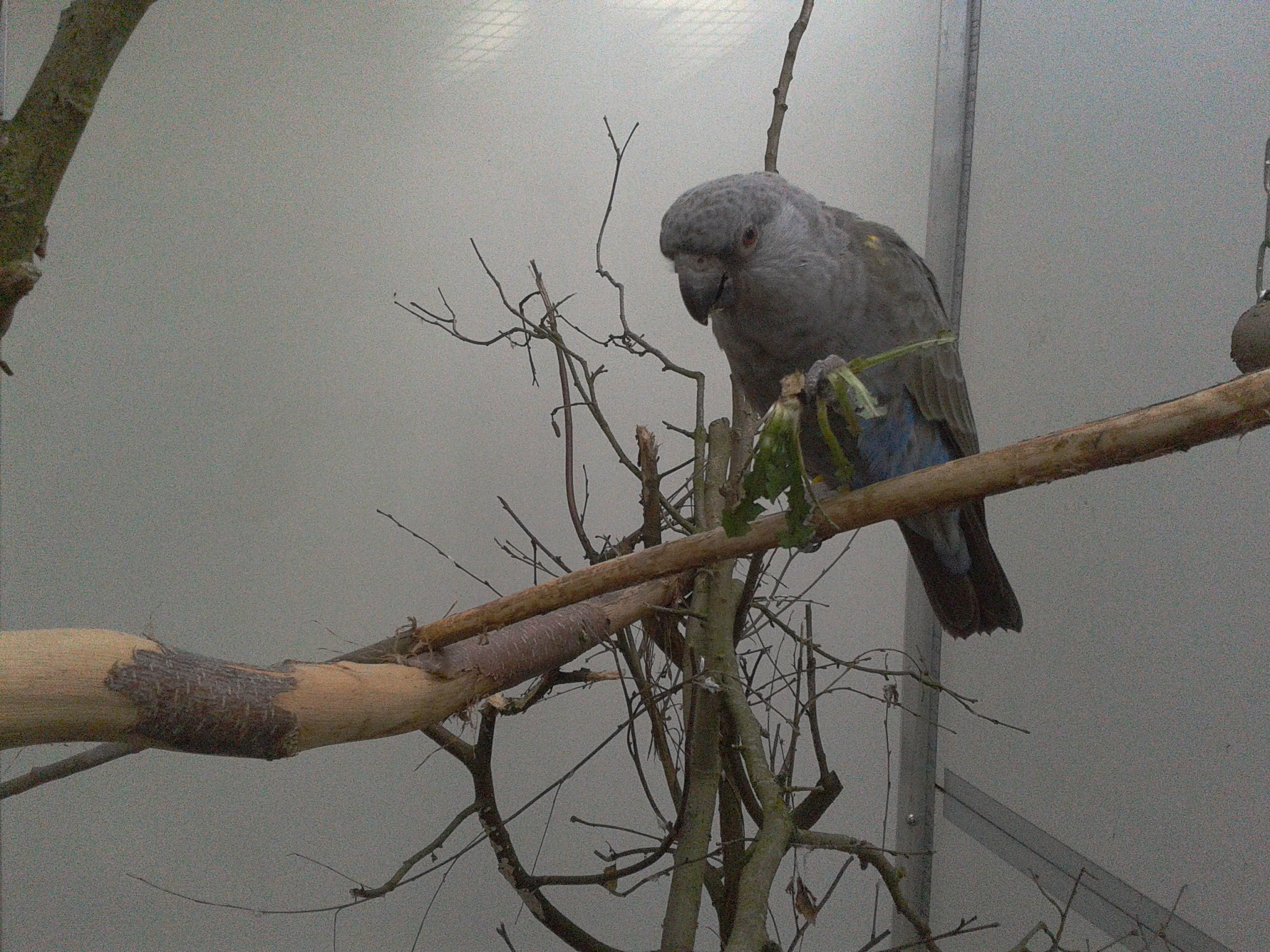Rüppels Papageien (Blausteißpapageien) | Willkommen auf der Papageienfarm