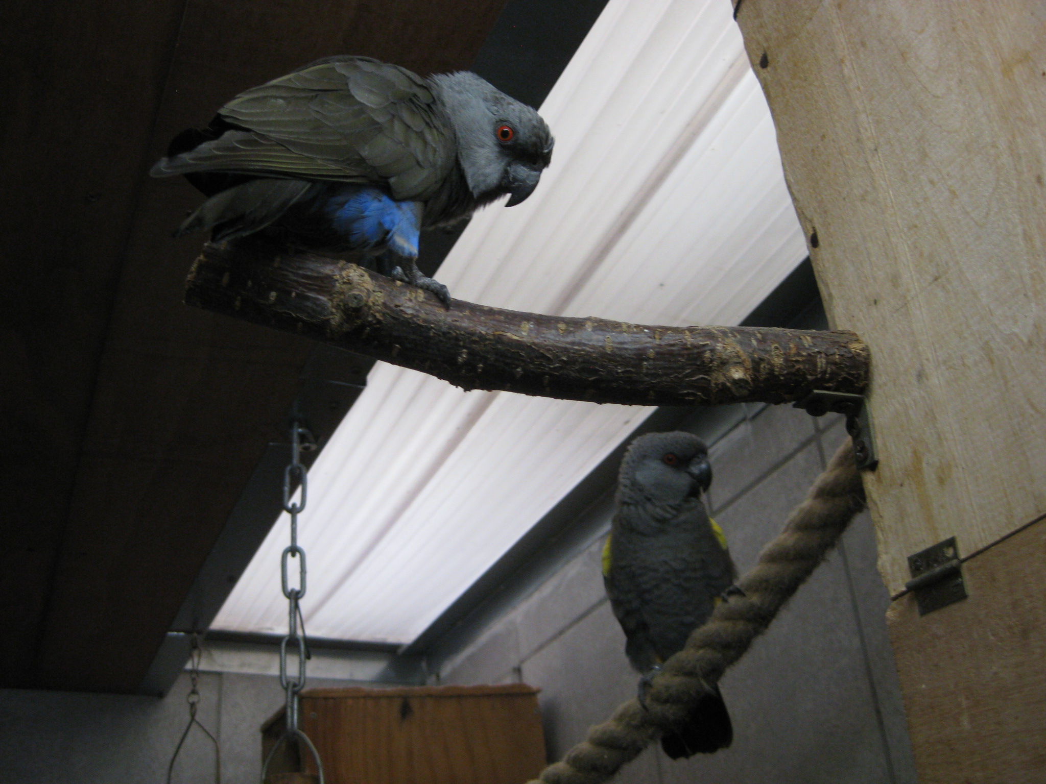 Rüppels Papageien (Blausteißpapageien) | Willkommen auf der Papageienfarm