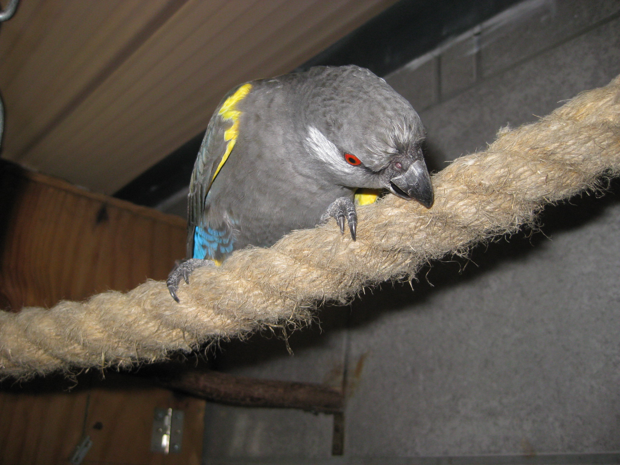 Rüppels Papageien (Blausteißpapageien) | Willkommen auf der Papageienfarm
