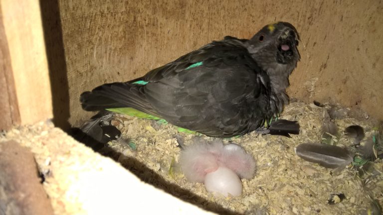 Papageienbabys | Willkommen auf der Papageienfarm